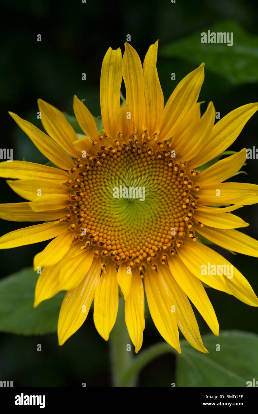 Maroon sunflower hi-res stock photography and images - Alamy
