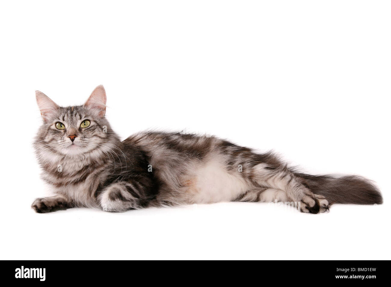 Norwegische Waldkatze / norwegian forest cat Stock Photo - Alamy