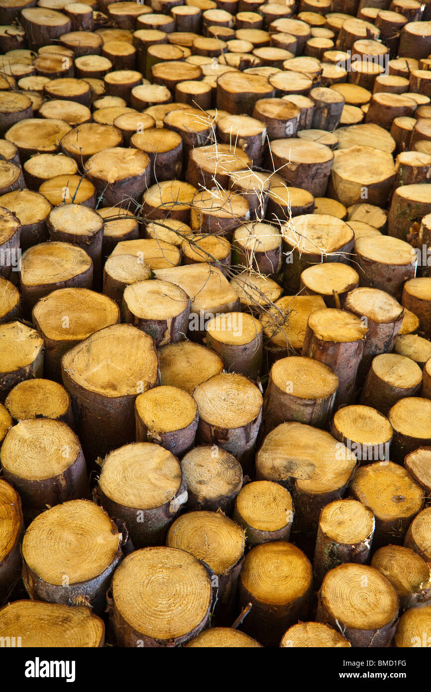 Stack of tree trunks forming pattern Stock Photo - Alamy