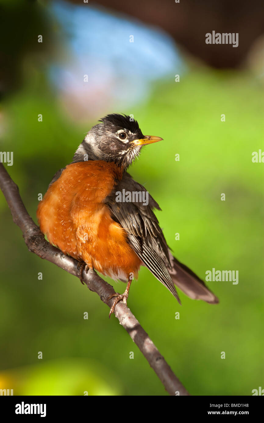 American robin in Central Park in spring, New York City Stock Photo - Alamy
