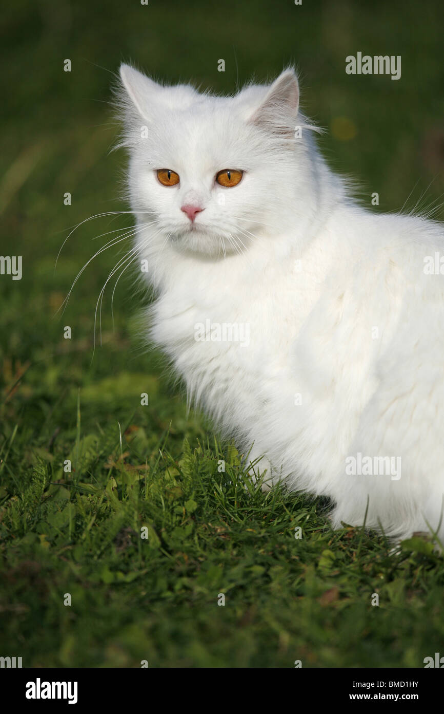 Deutsch Langhaar / German Angora Stock Photo - Alamy