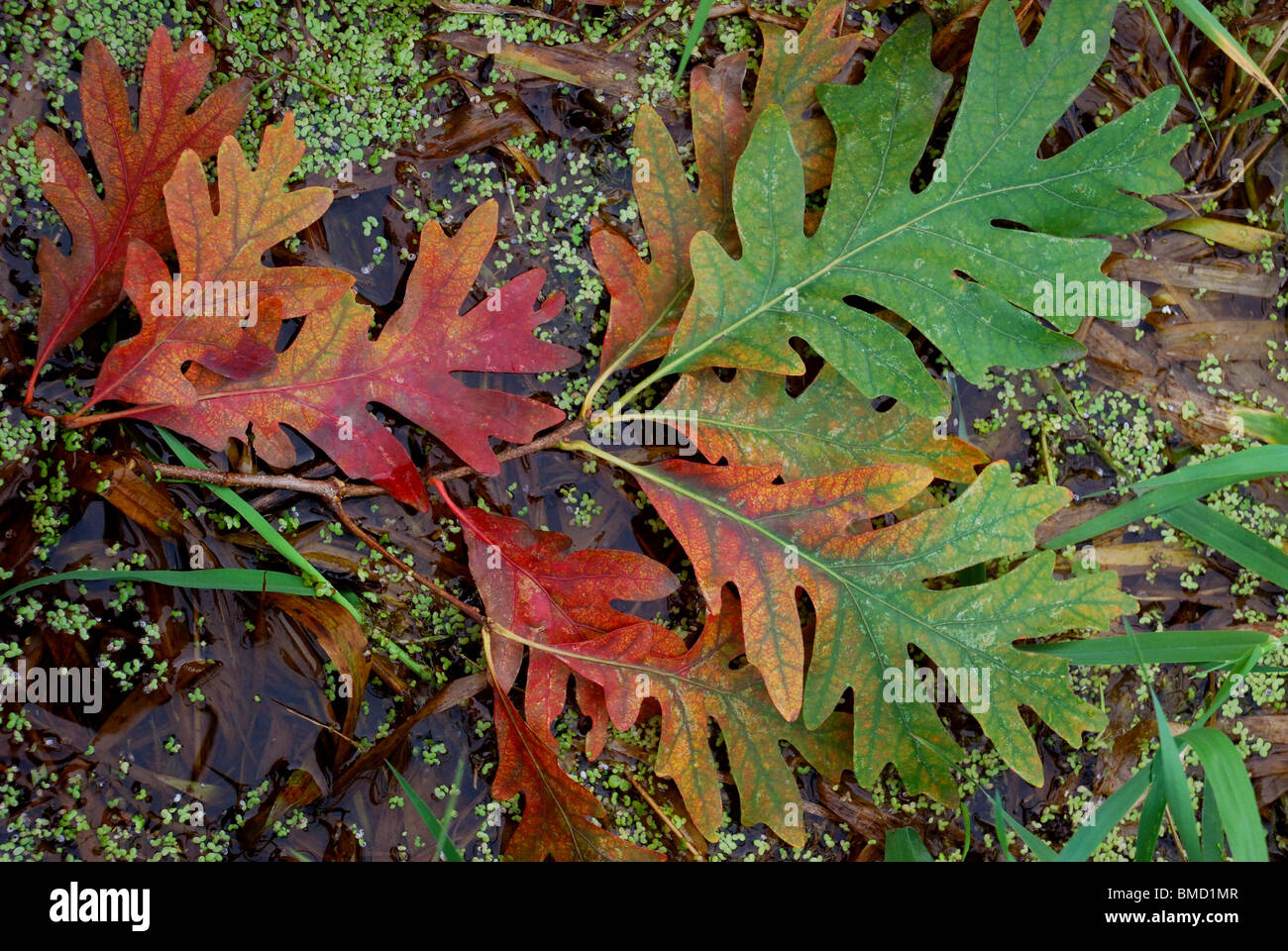Tree leaves in a creek. Central Iowa Stock Photo - Alamy