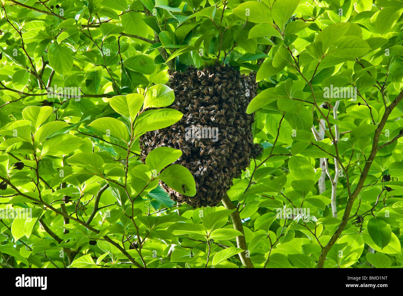 A swarm of bees hangs in a maple tree, UK Stock Photo - Alamy