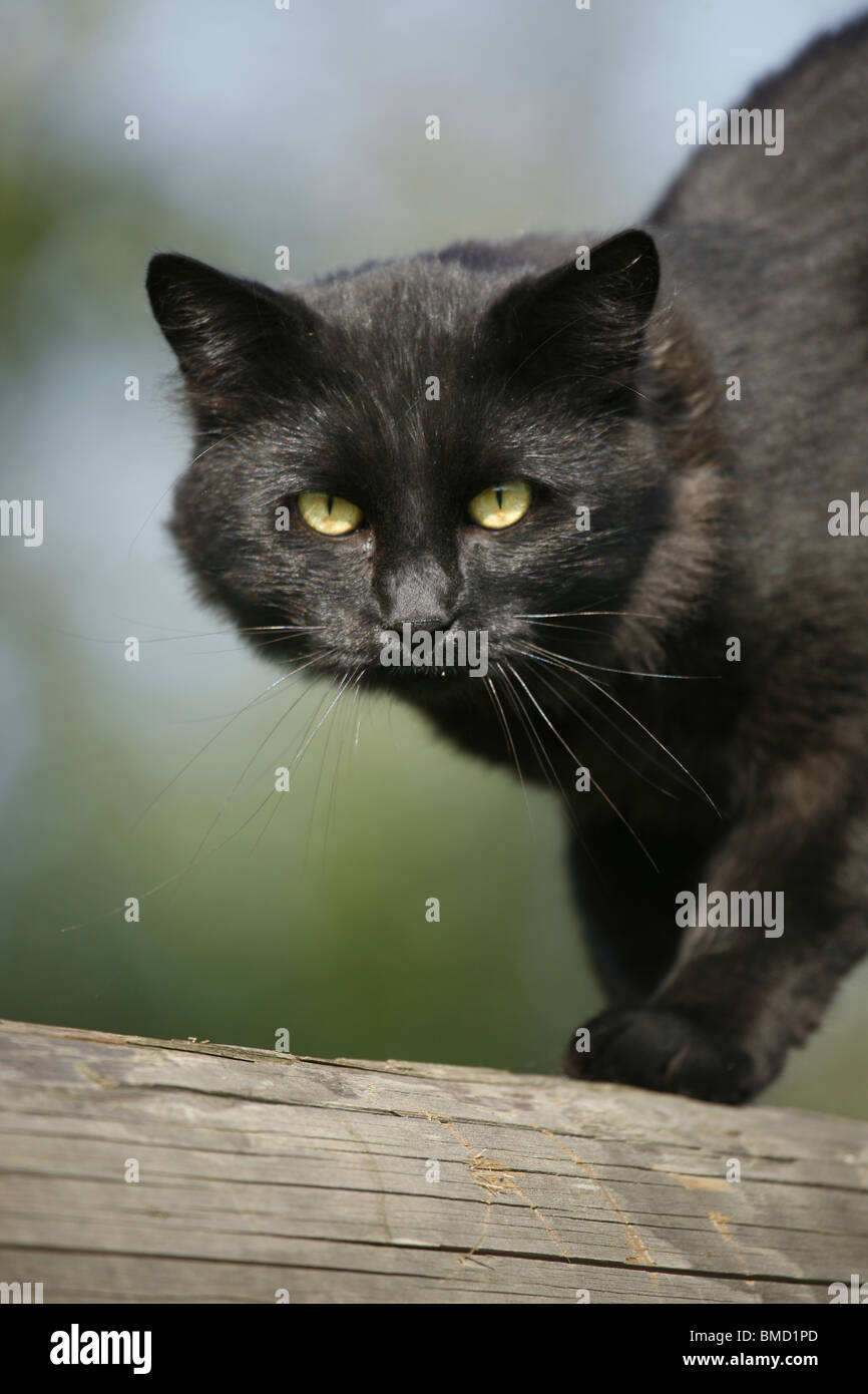 Schwarze katze im baum hi-res stock photography and images - Alamy
