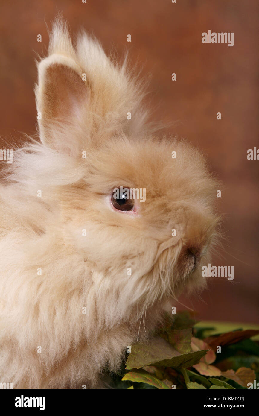 Teddy dwarf rabbits hi-res stock photography and images - Alamy
