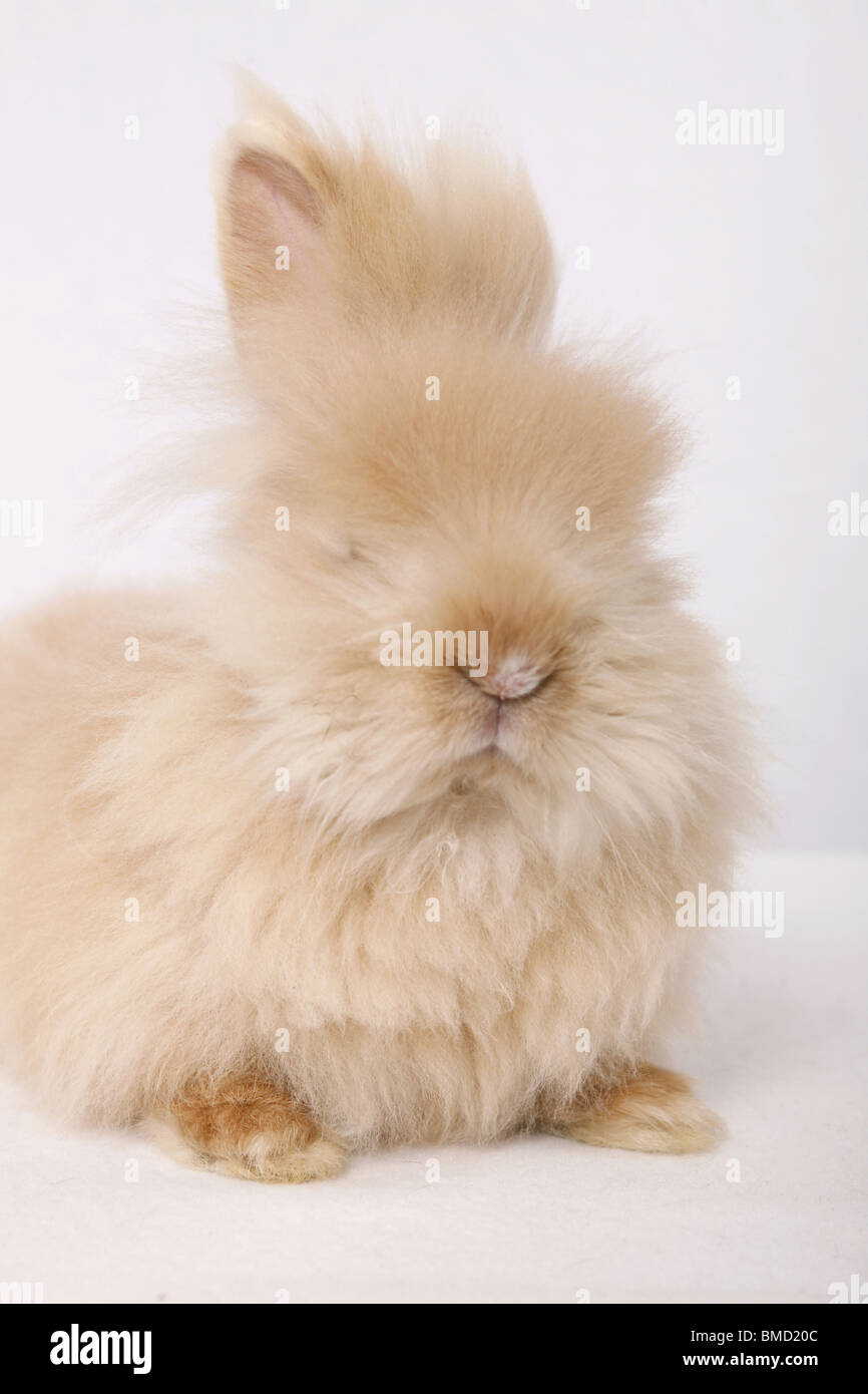 Teddy dwarf rabbits hi-res stock photography and images - Alamy