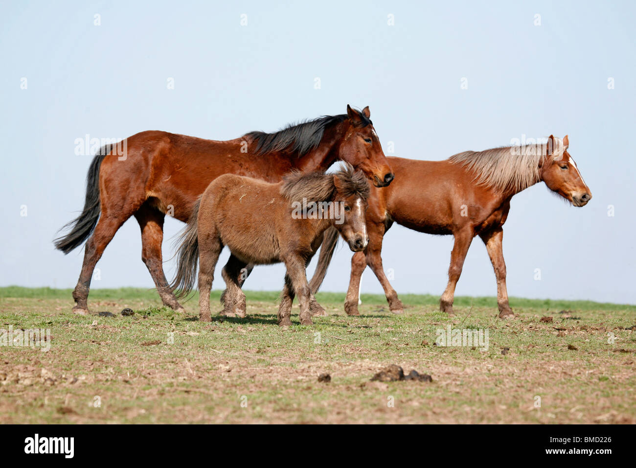 Pferde / horses Stock Photo - Alamy