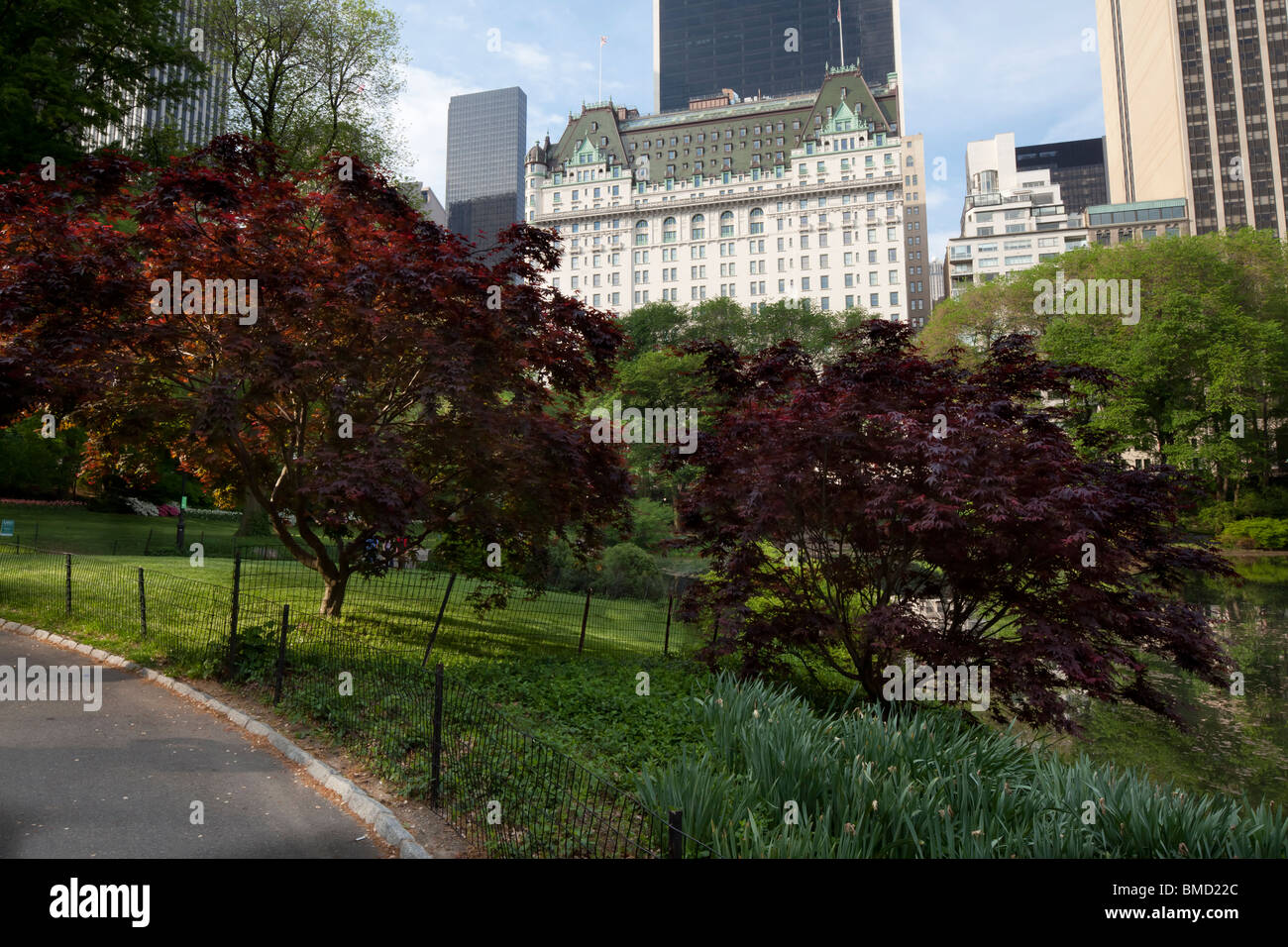 Central park in the early spring with maple trees Stock Photo - Alamy