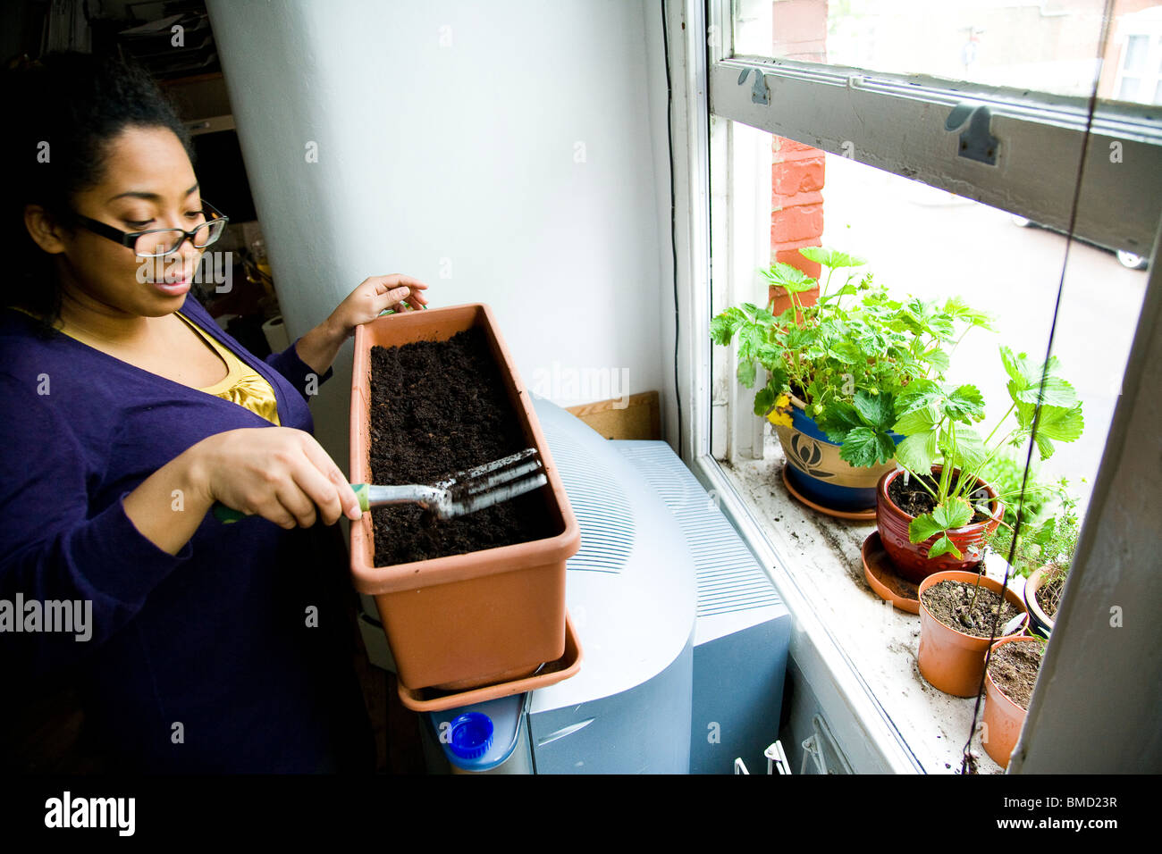 Strawberry plants window box hi-res stock photography and images - Alamy