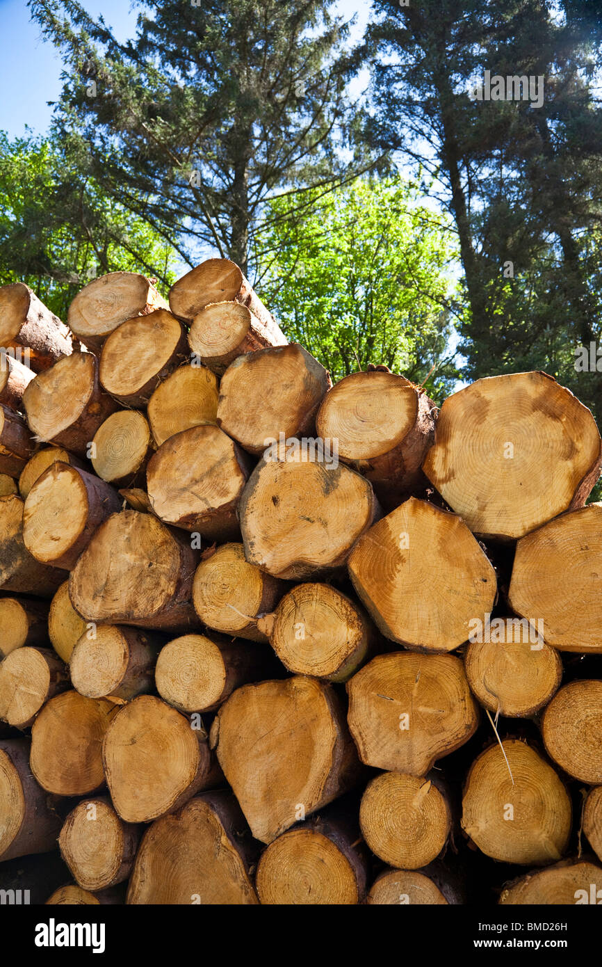 Stack of felled tree trunks with trees growing in background Stock ...