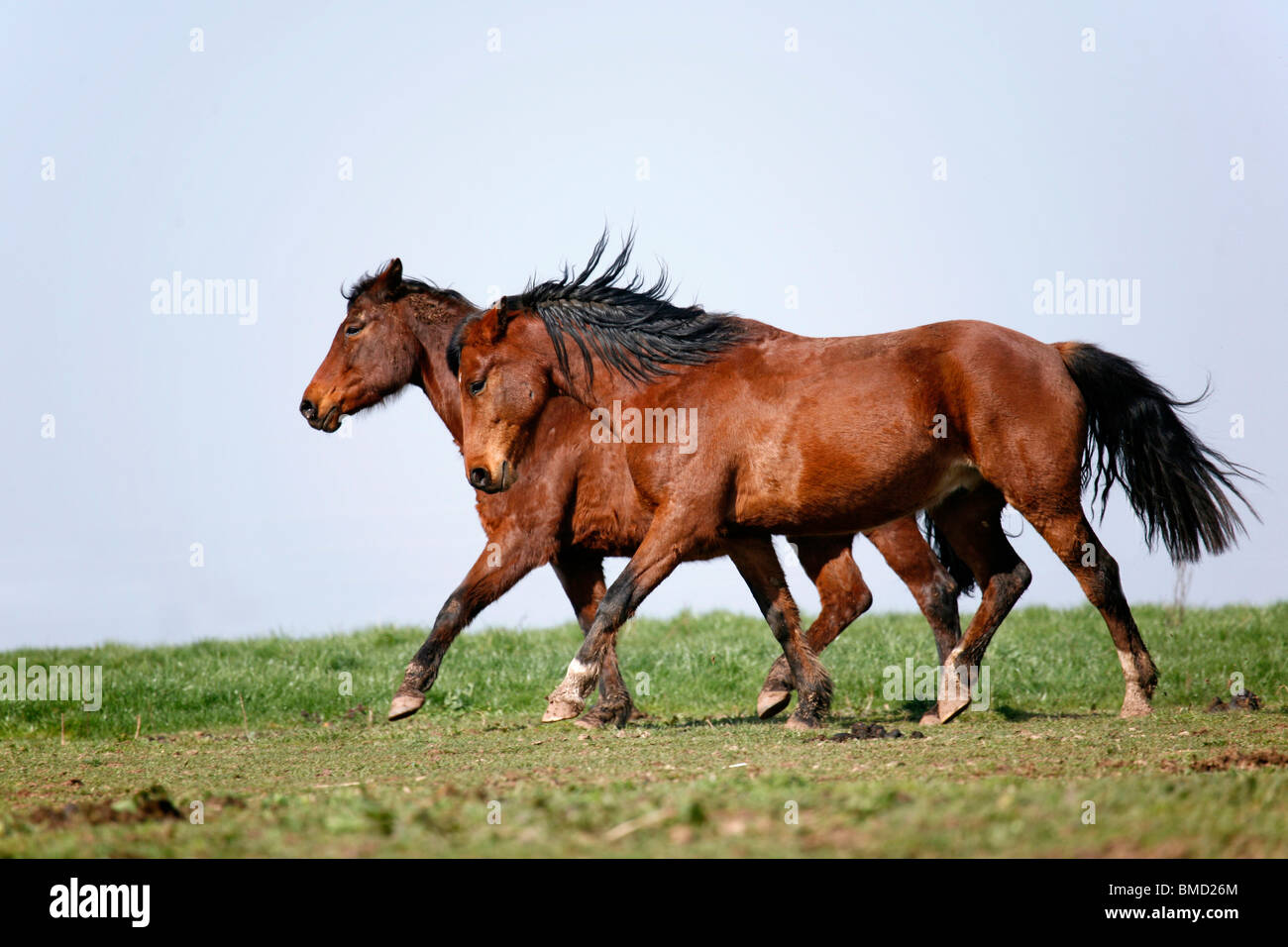 Pferde / horses Stock Photo - Alamy