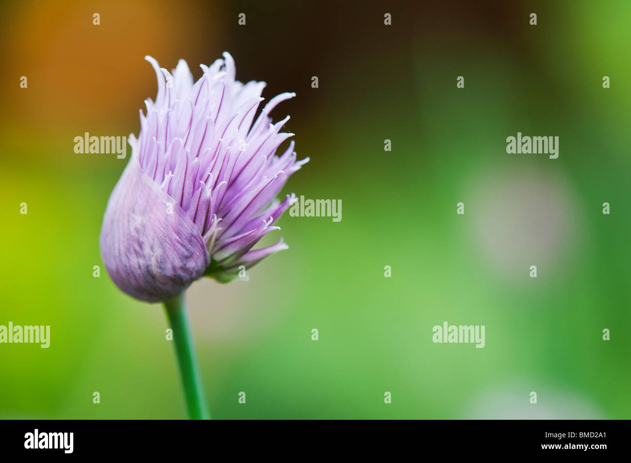 Allium schoenoprasum. Chive flower Stock Photo - Alamy