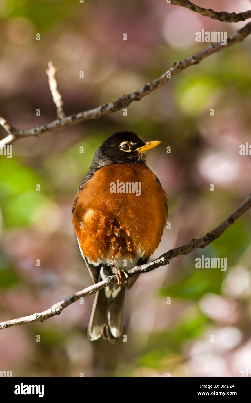 American Robin Central Park New High Resolution Stock Photography and ...