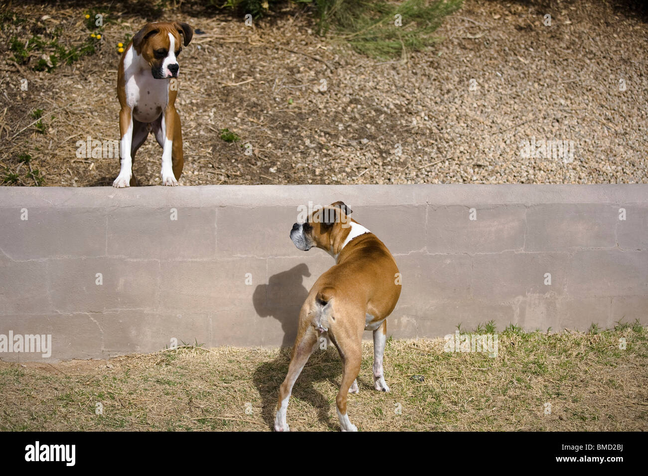 Male and female boxer dogs Stock Photo - Alamy