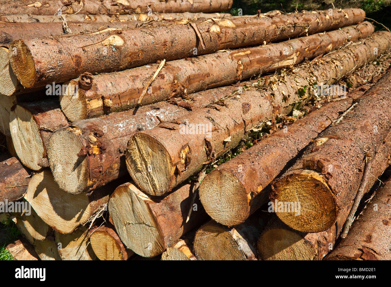 Stack of felled tree trunks Stock Photo - Alamy
