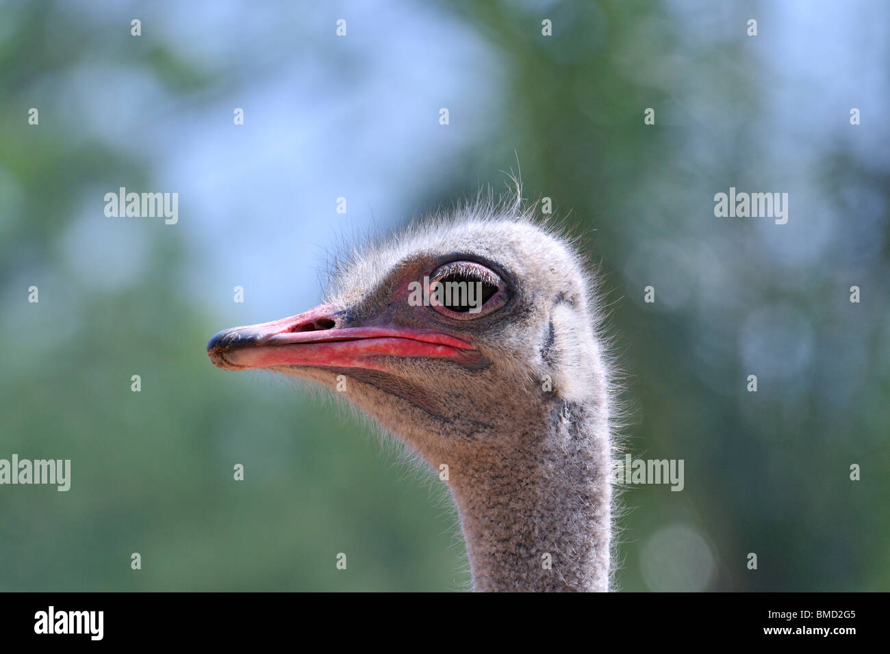 Large flightless bird hi-res stock photography and images - Alamy