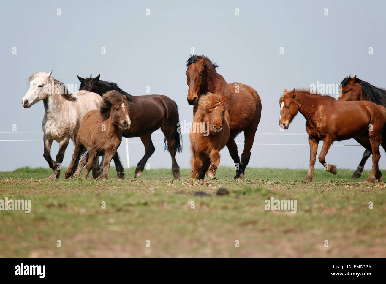 Pferde / horses Stock Photo - Alamy
