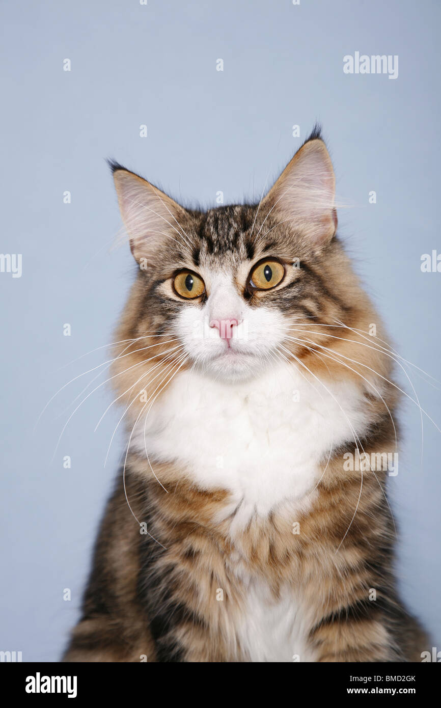 Norwegische Waldkatze / norwegian forest cat Stock Photo - Alamy