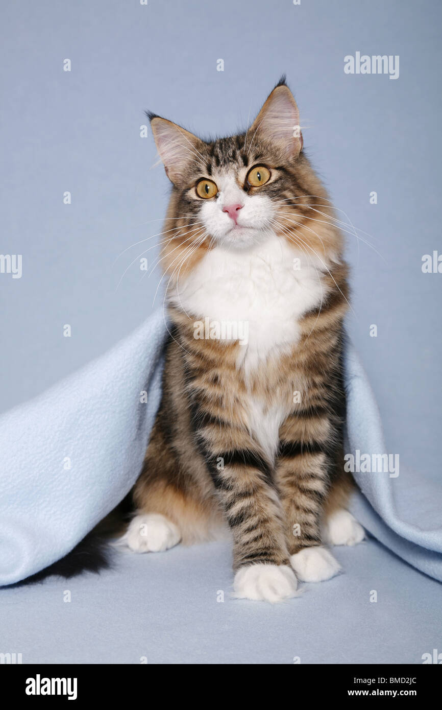 Norwegische Waldkatze / norwegian forest cat Stock Photo - Alamy