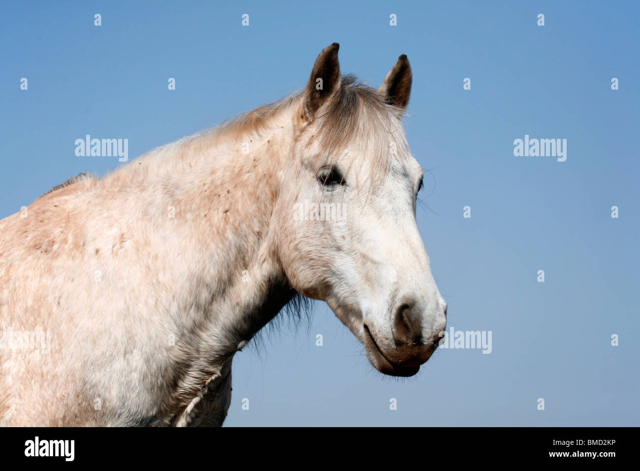 Criollos horse hi-res stock photography and images - Alamy