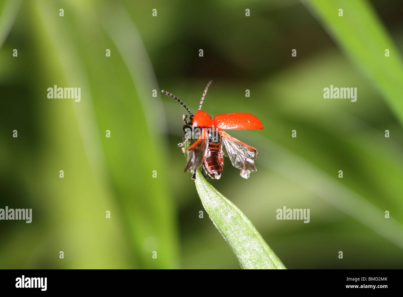 Flight beetle hi-res stock photography and images - Alamy