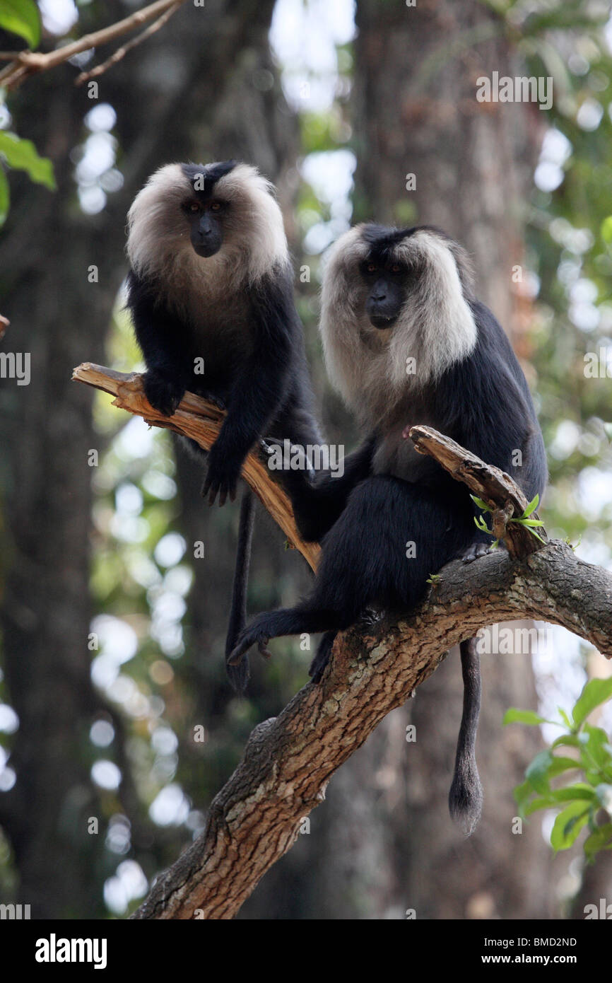 portrait of two Lion-tailed Macaque monkey Stock Photo - Alamy
