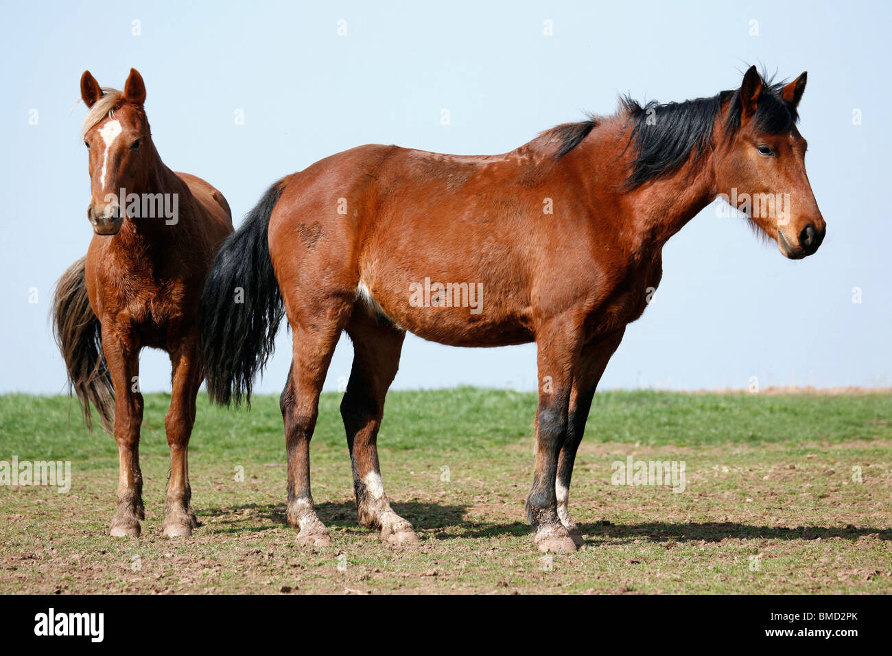Pferde / horses Stock Photo - Alamy