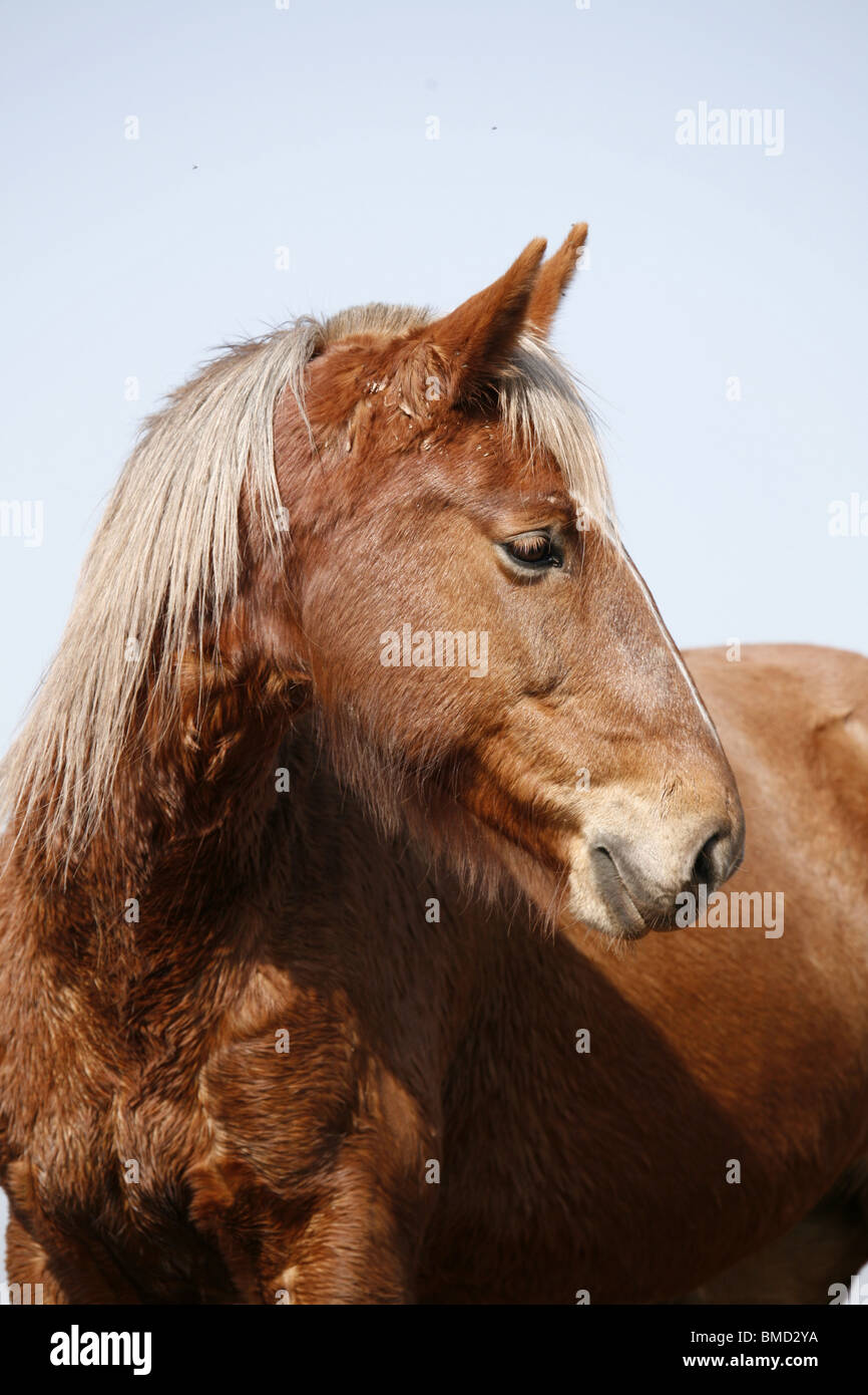 Westernpferd hi-res stock photography and images - Alamy