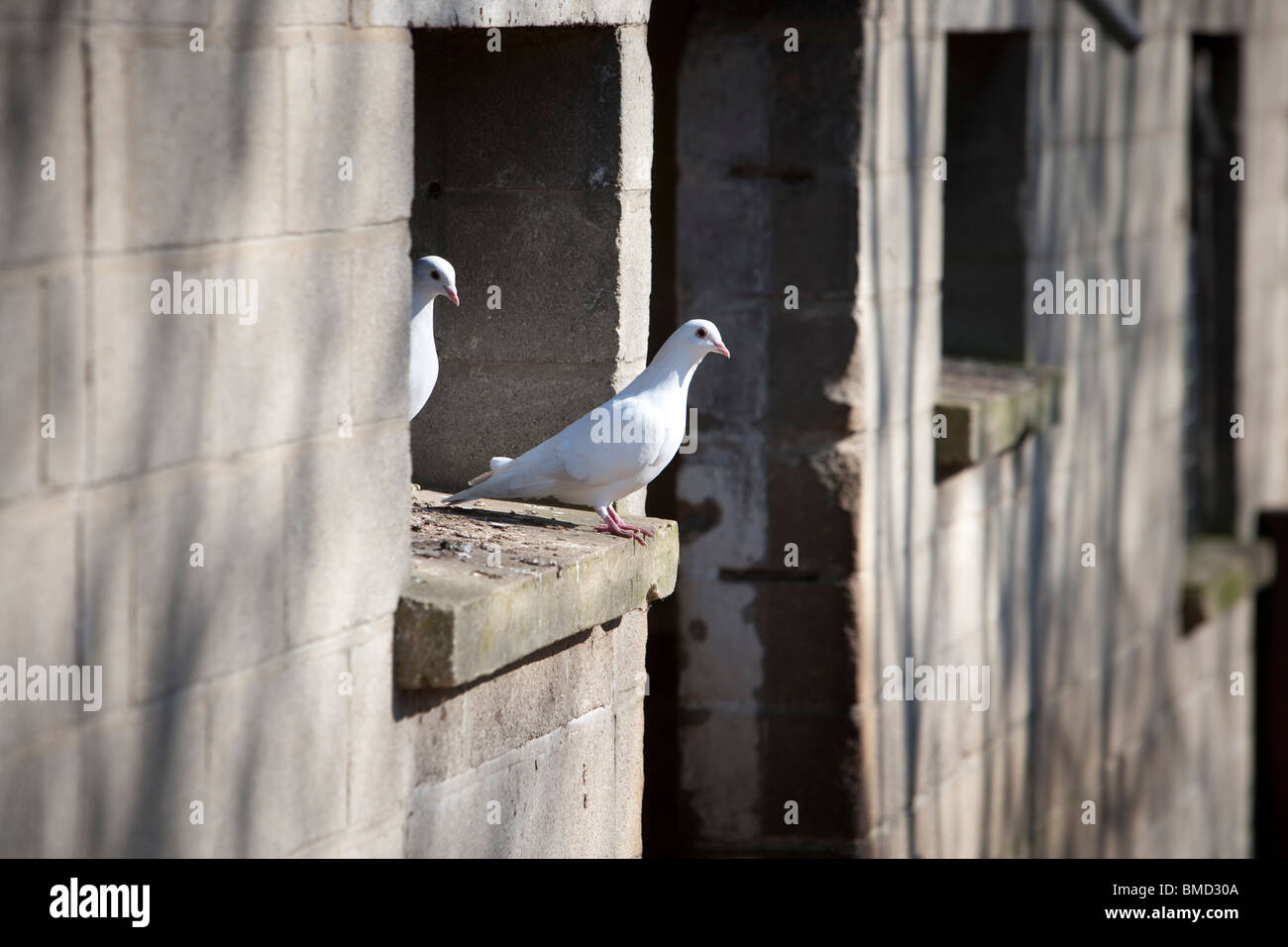White doves in the window of a farm stable. Gloucestershire. United ...