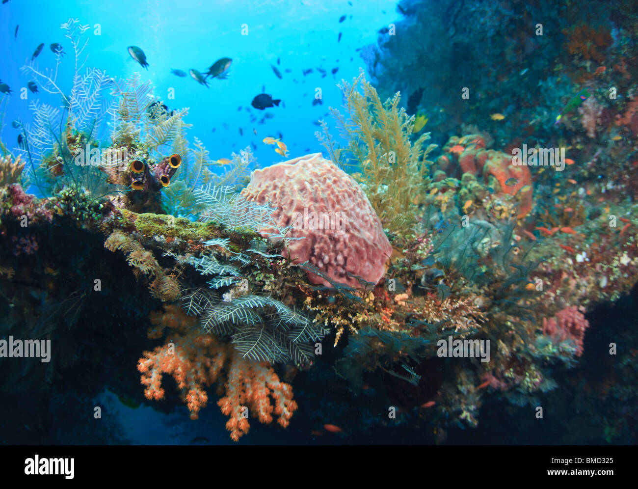 Underwater coral reef off the coast of Bali Indonesia Stock Photo - Alamy