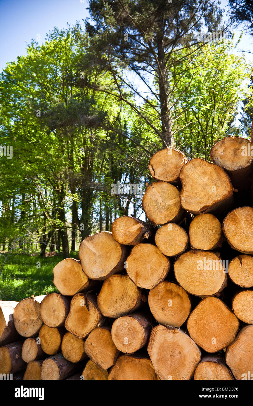 Stack of felled tree trunks with trees in background Stock Photo - Alamy