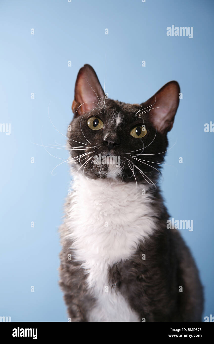Ural rex kater ural rex hi-res stock photography and images - Alamy
