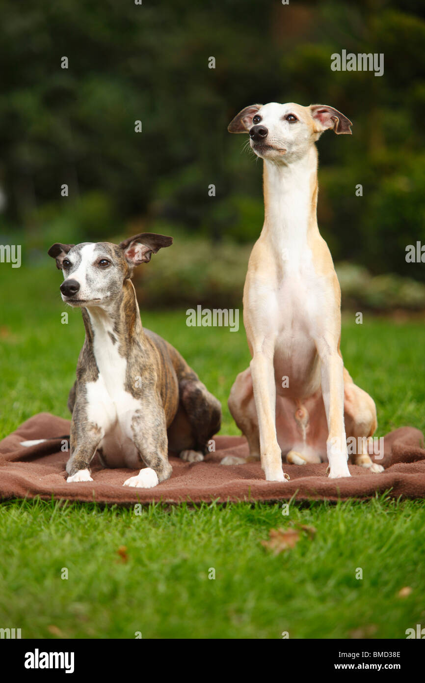 Two whippets hi-res stock photography and images - Alamy
