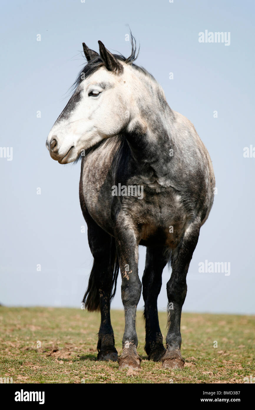 Criollos horse hi-res stock photography and images - Alamy