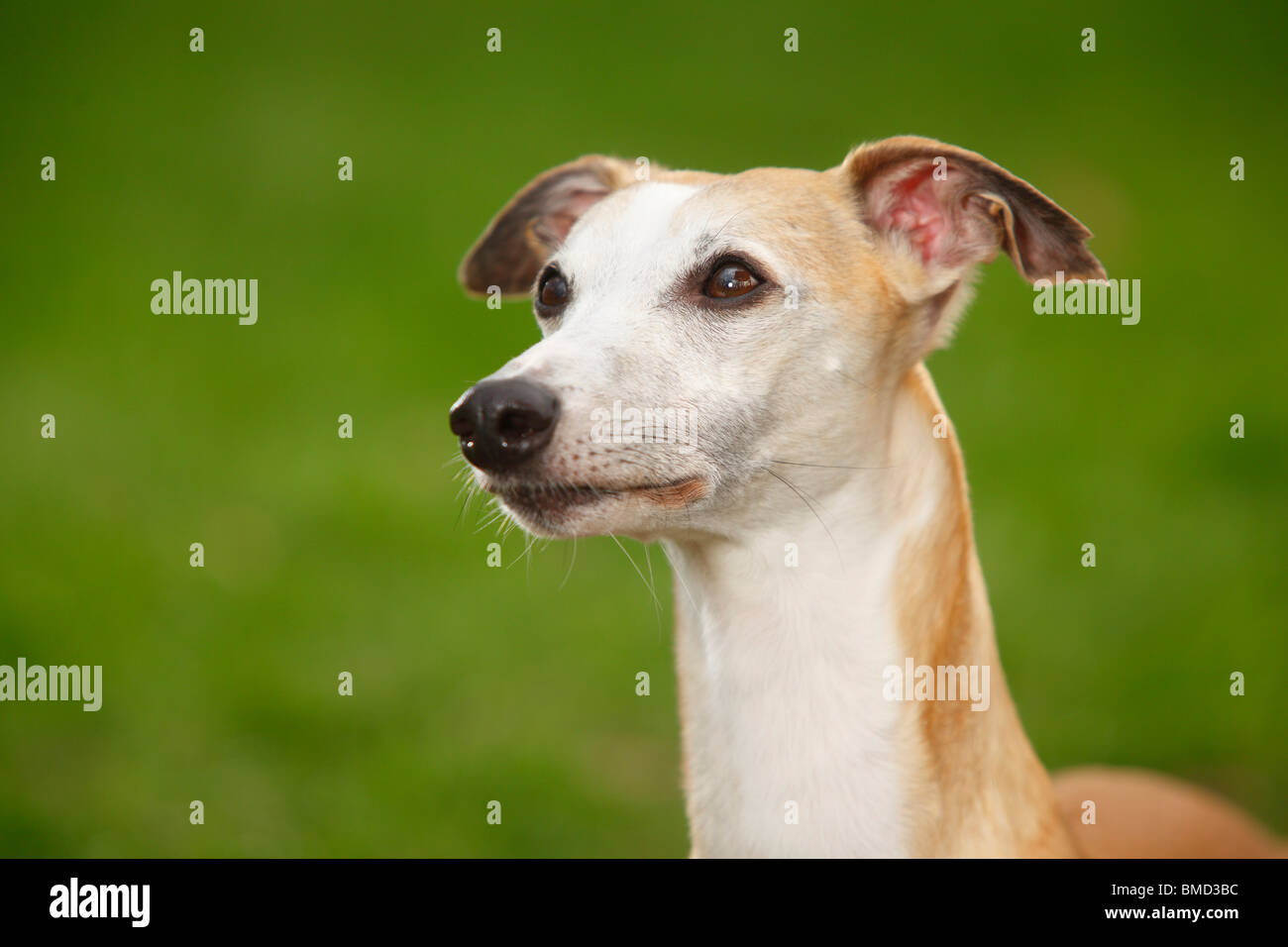Whippet head hi-res stock photography and images - Alamy