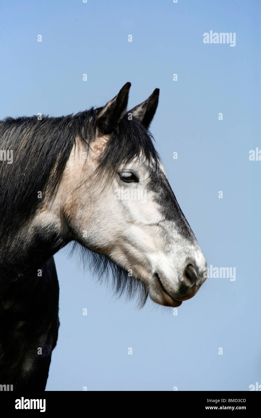 Criollos horse hi-res stock photography and images - Alamy