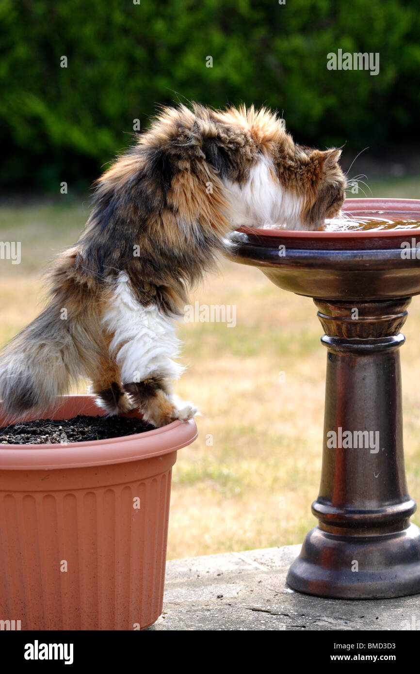 cat drinking from bird bath Stock Photo - Alamy