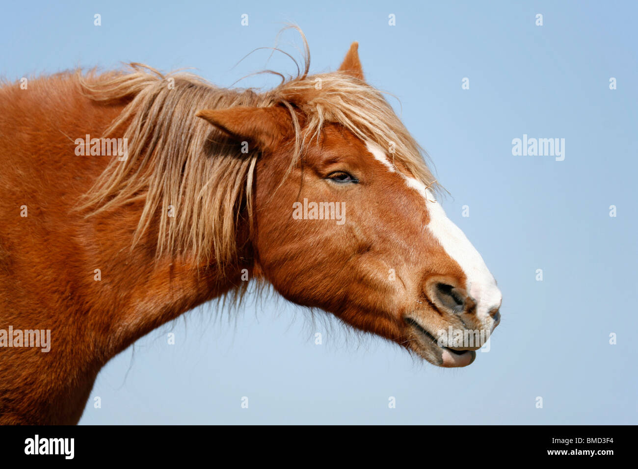 Kopf schütteln / head shaking Stock Photo - Alamy