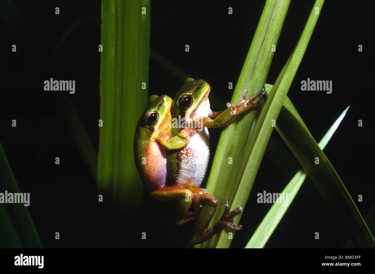 Pair of northern dwarf treefrogs (Litoria bicolor) in amplexus ...