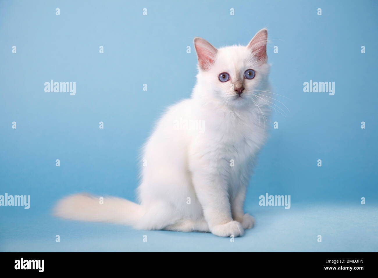 Heilige Birma / Birman Cat Stock Photo - Alamy