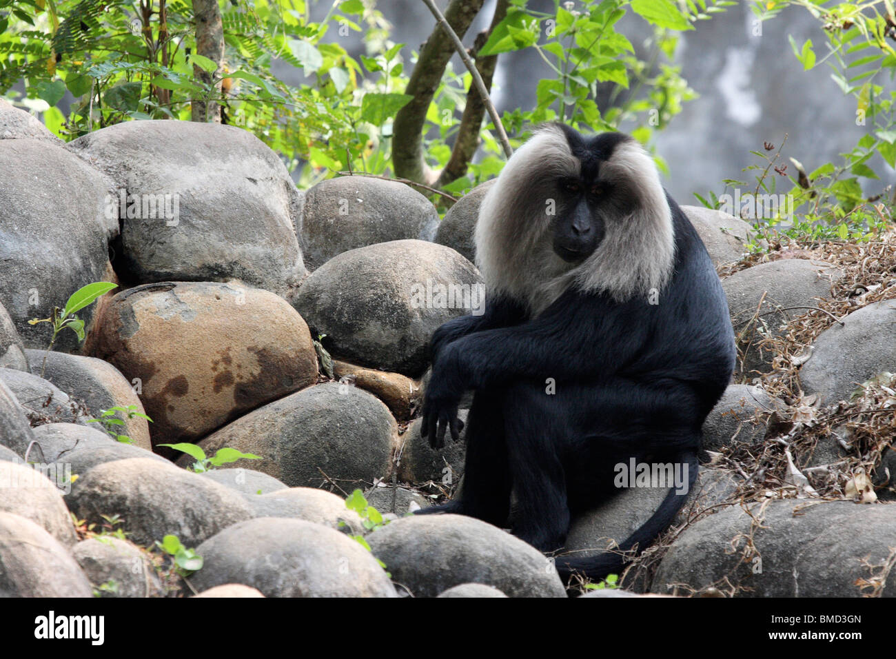 portrait of a Lion-tailed Macaque monkey Stock Photo - Alamy