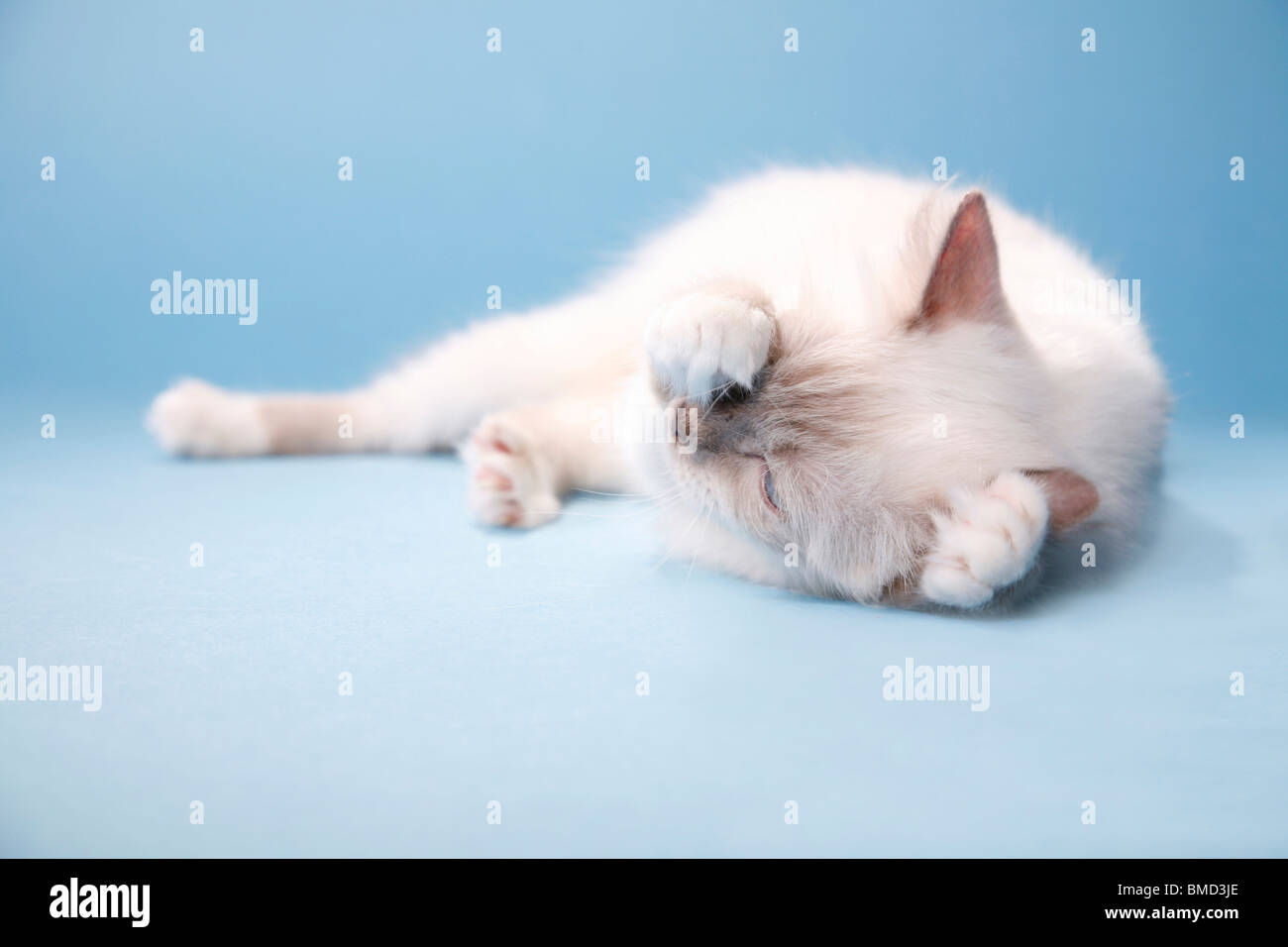 Heilige Birma / Birman Cat Stock Photo - Alamy