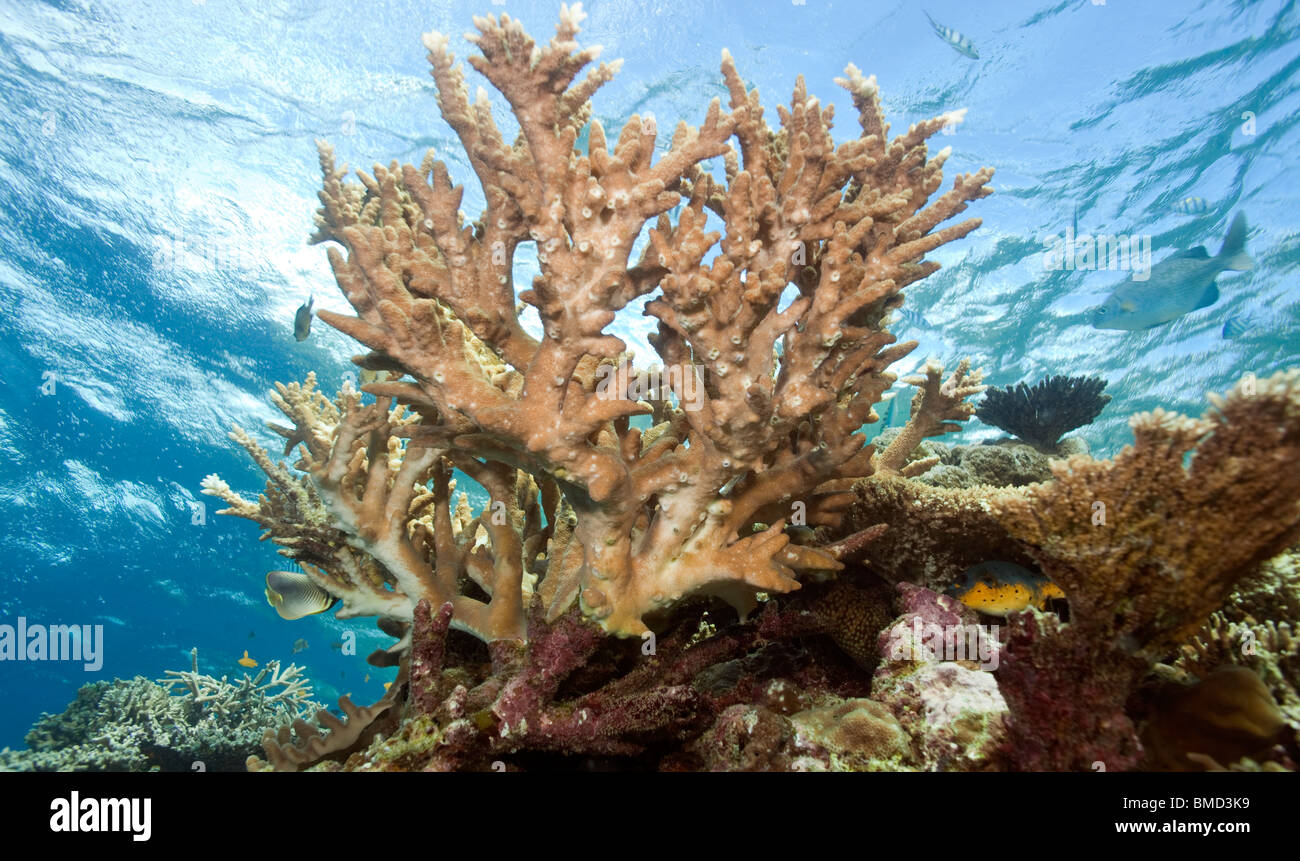 White Soft Corals High Resolution Stock Photography and Images - Alamy