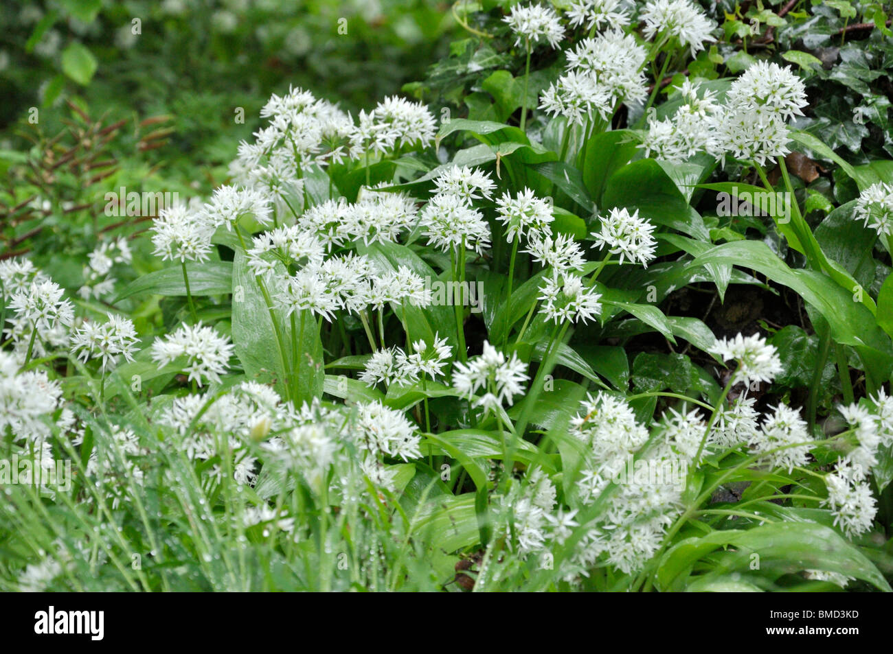 Wood garlic (Allium ursinum Stock Photo - Alamy