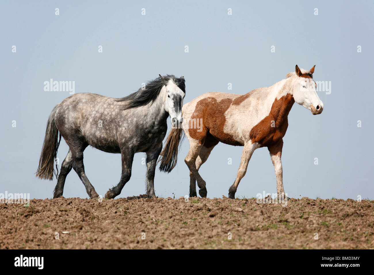 Pferde / horses Stock Photo - Alamy