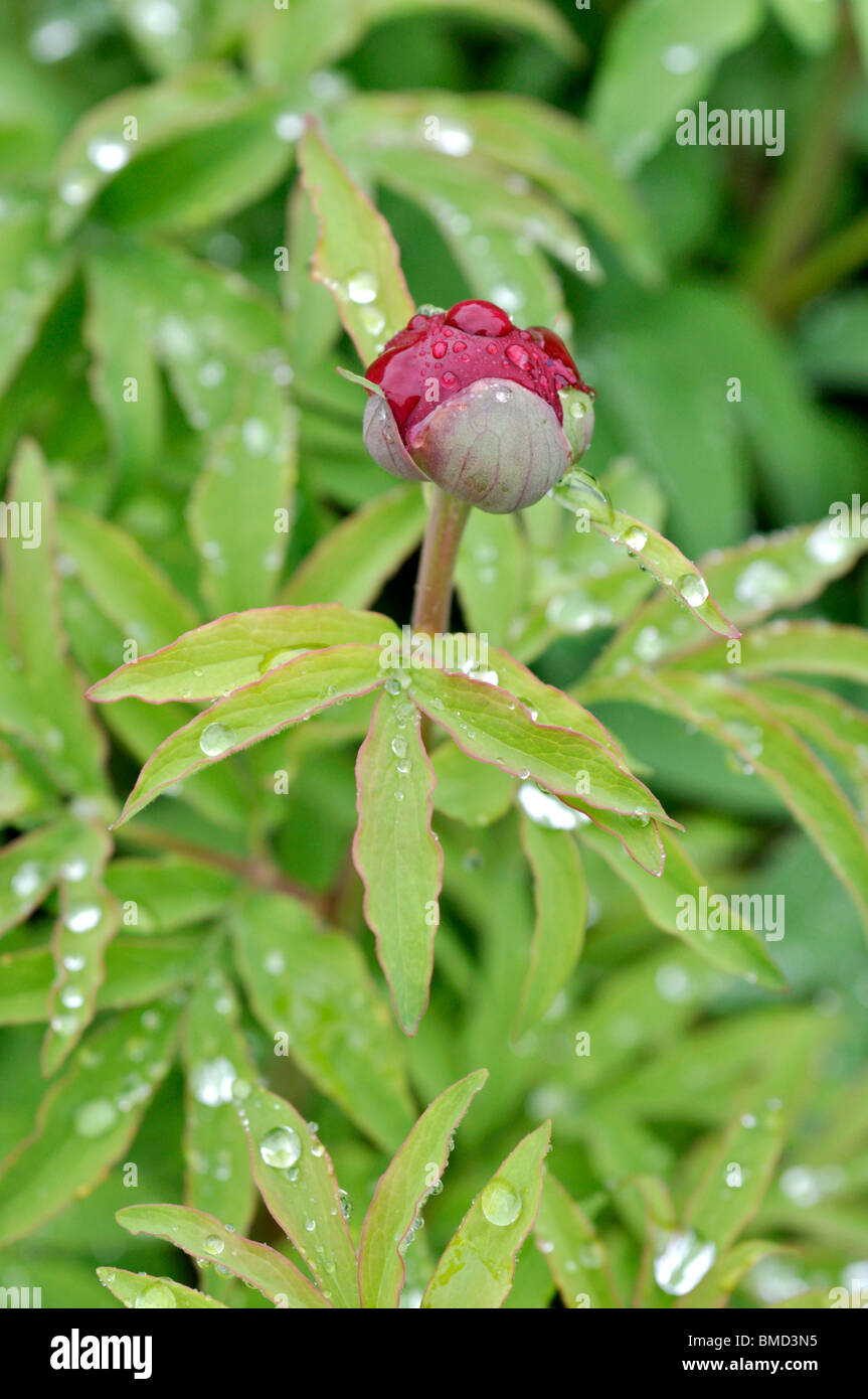 Common peony (Paeonia officinalis Stock Photo - Alamy
