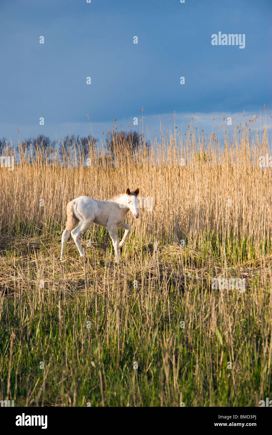 beautiful white newborn foal Stock Photo - Alamy