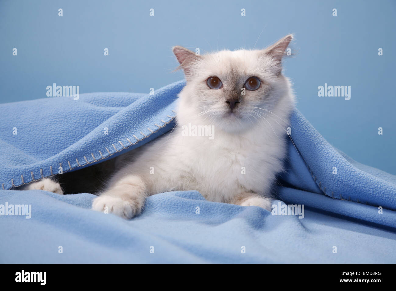 Heilige Birma / Birman Cat Stock Photo - Alamy