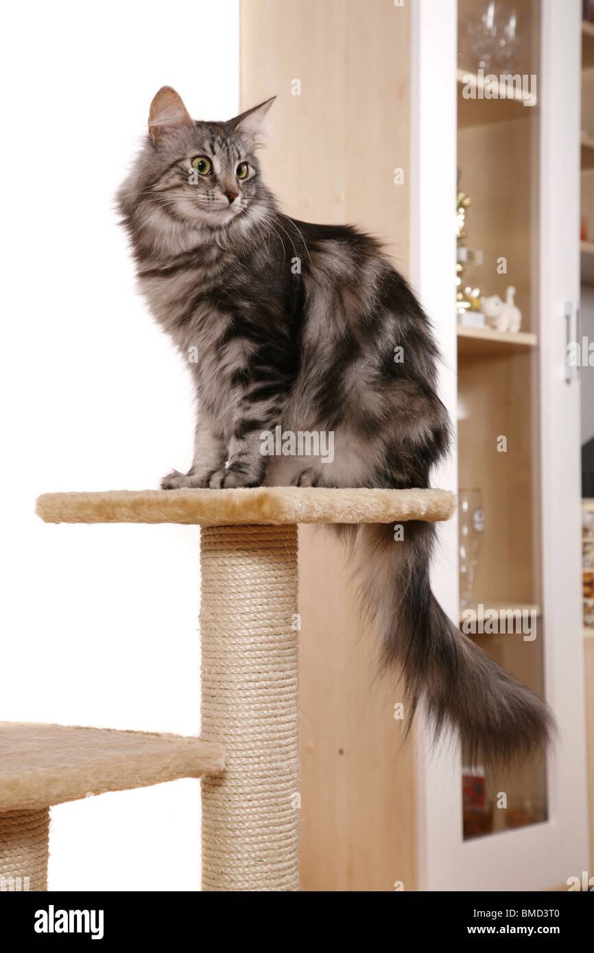 Norwegische Waldkatze / norwegian forest cat Stock Photo - Alamy