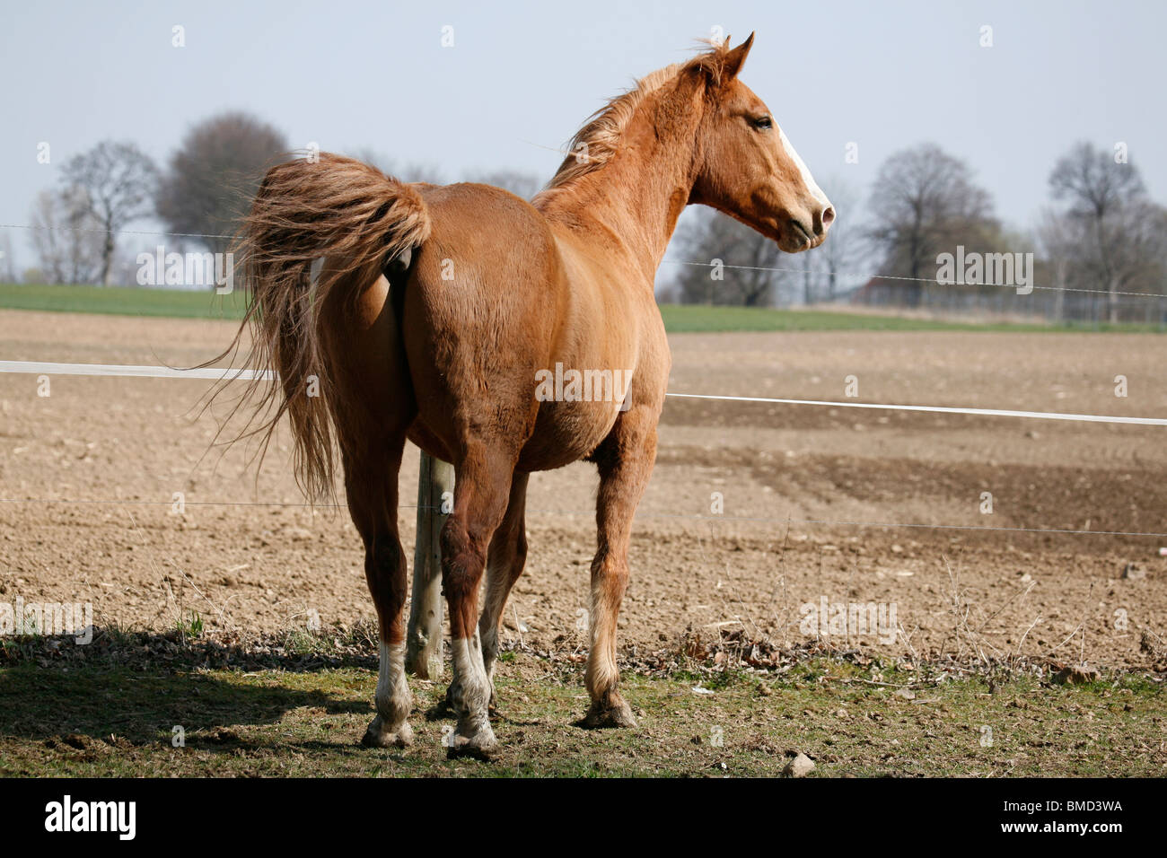 Fuchsfarbenes Pferd / horse Stock Photo - Alamy